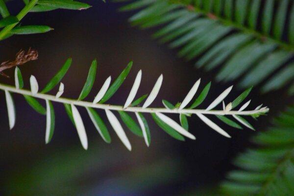 Ghost Redwoods - Solving the Albino Redwoods Mystery - Sempervirens Fund