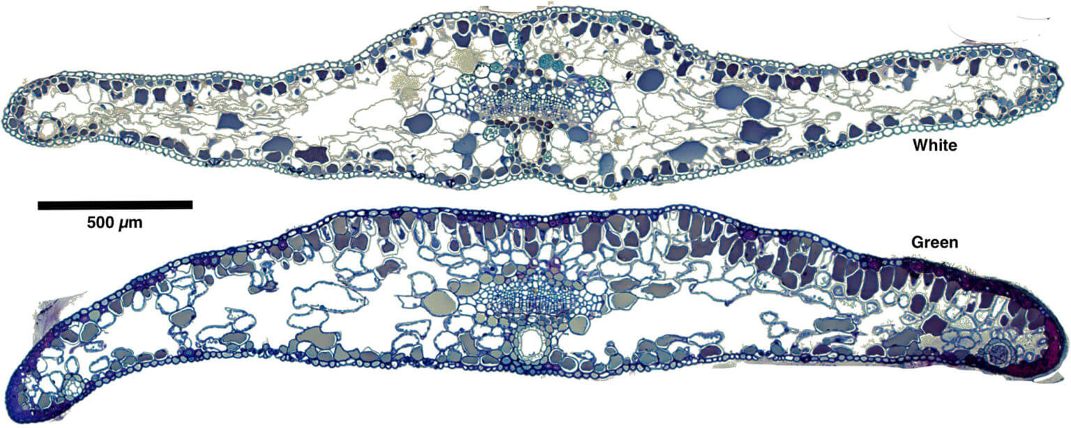 Ghost Redwoods - Solving the Albino Redwoods Mystery - Sempervirens Fund