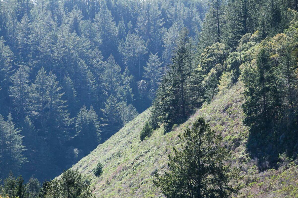 Coast Redwoods Fight Climate Change - Sempervirens Fund