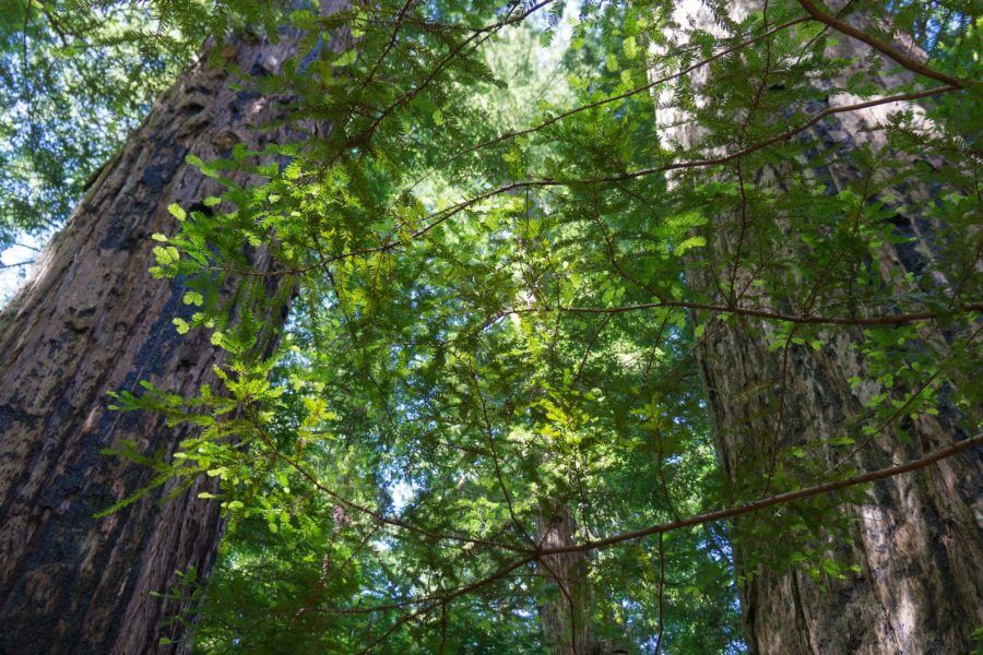 Coast Redwoods Fight Climate Change - Sempervirens Fund