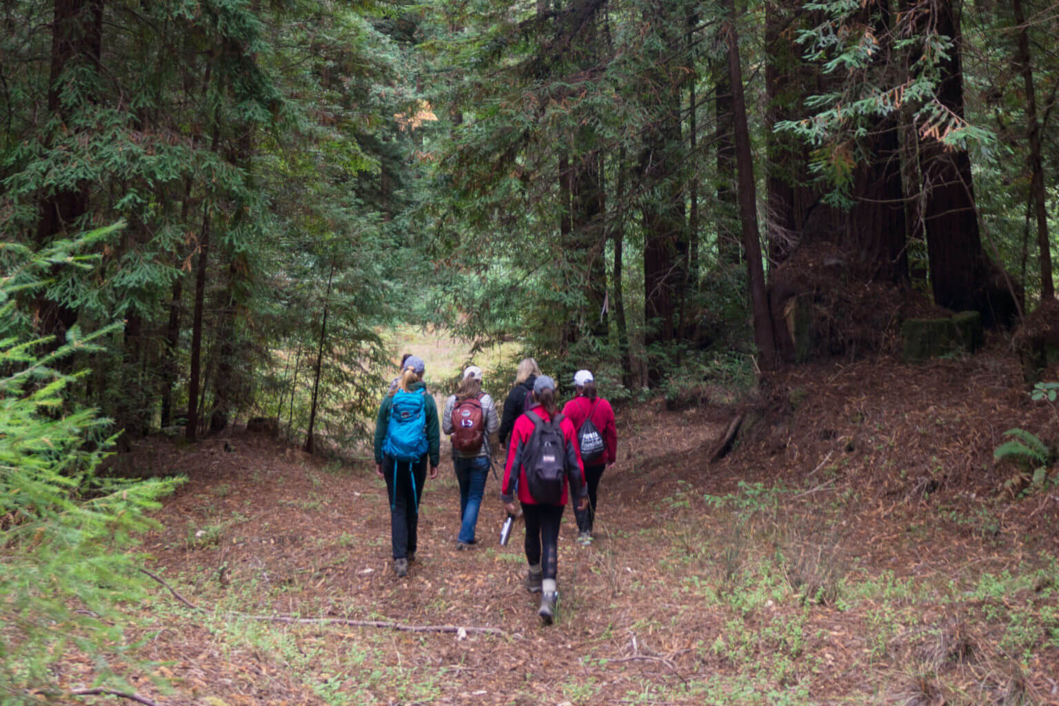 Protecting Coast Redwoods - Sempervirens Fund
