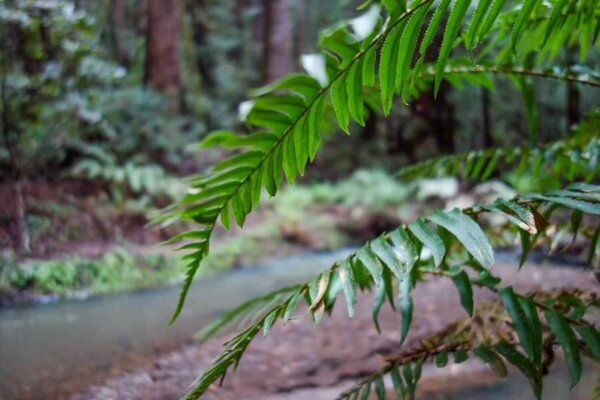 Butano Creek Watershed - Sempervirens Fund