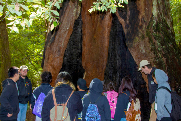 How Redwoods Survive Wildfire - Sempervirens Fund