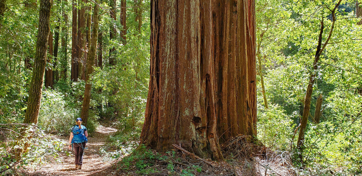 Big Basin Redwoods State Park - Sempervirens Fund