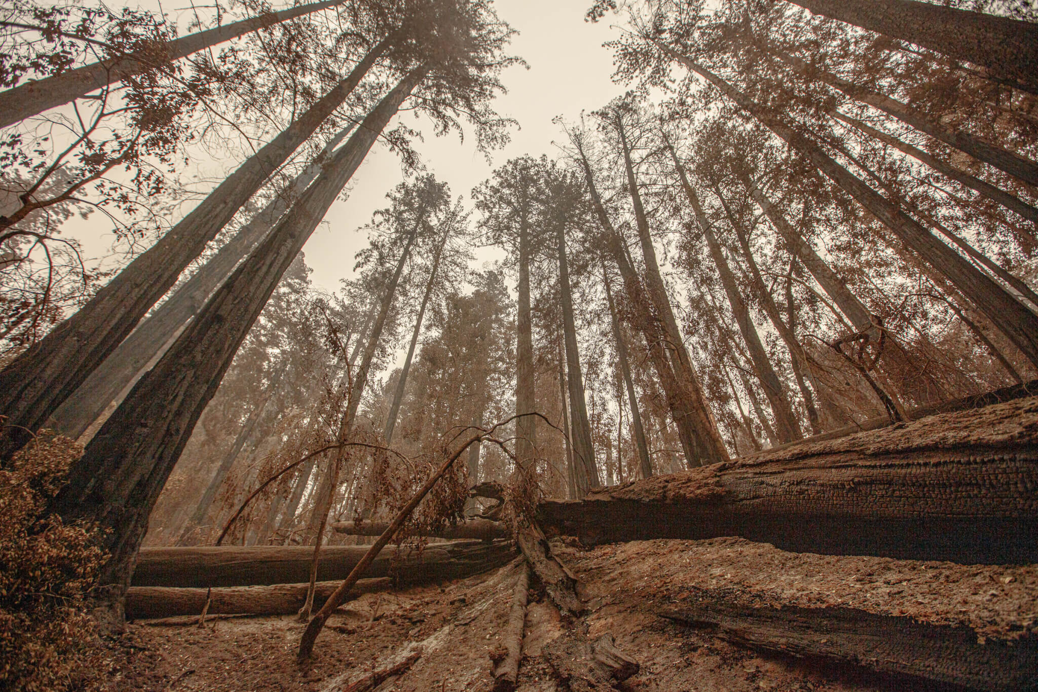 As 2020 ends, double your support for redwoods - Sempervirens Fund