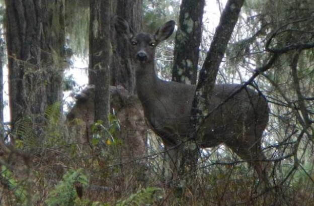 Rain Sorcery: A Wyrd Hike with Newts - Sempervirens Fund