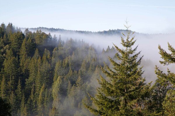 Sempervirens Fund | Protect Redwood Forests and Parks