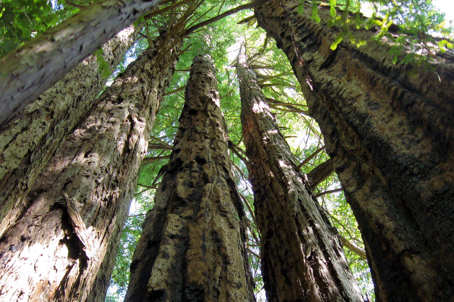 Portola Redwoods State Park - Sempervirens Fund
