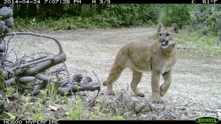 Redwoods, Pumas, and People - Sempervirens Fund