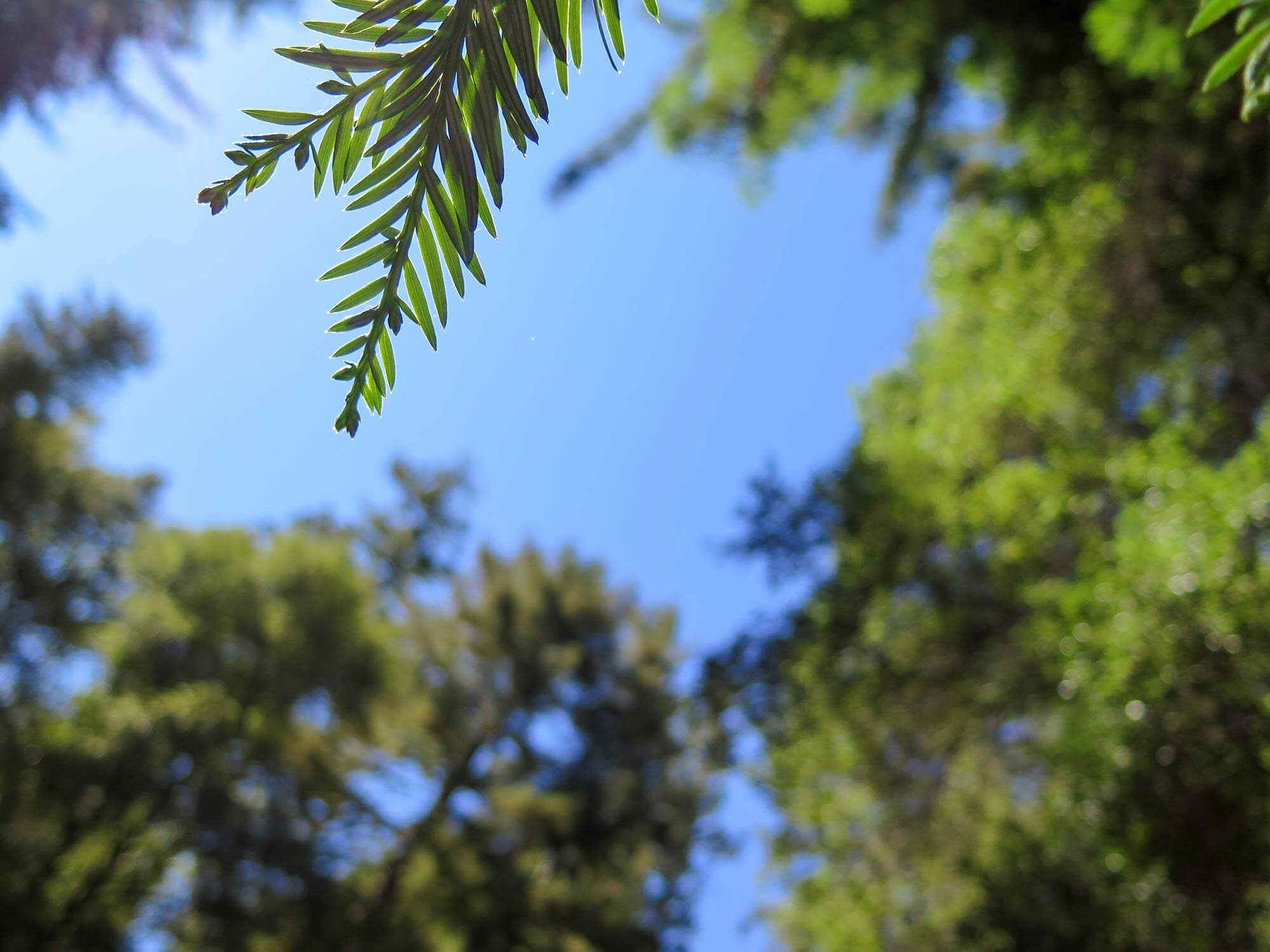 Climate Action for Redwoods - Sempervirens Fund