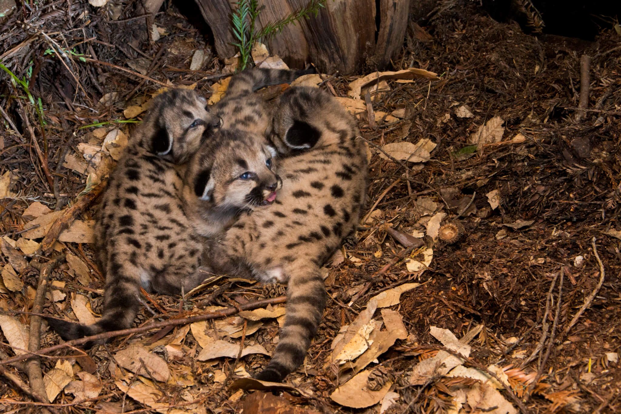 The Life and Times of Pumas - Sempervirens Fund