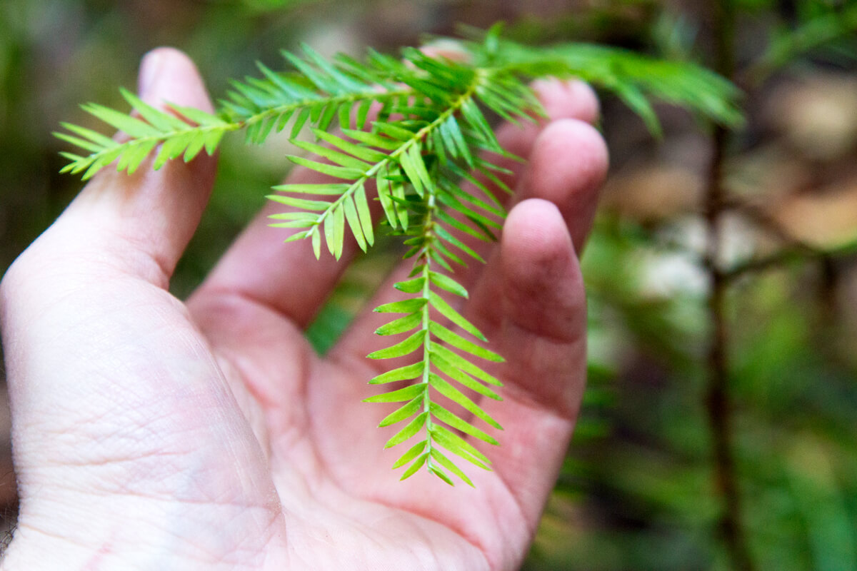 Redwood Facts - Sempervirens Fund