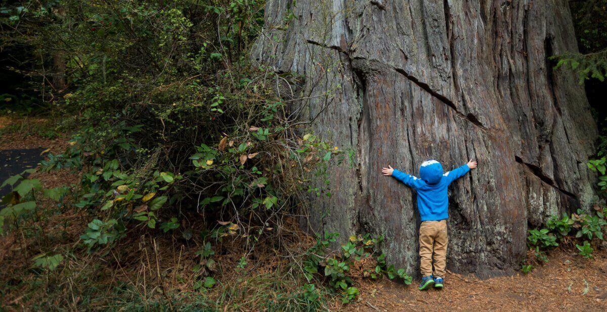 Join Sempervirens Fund for the Hug-a-Tree Challenge on Earth Day 2022