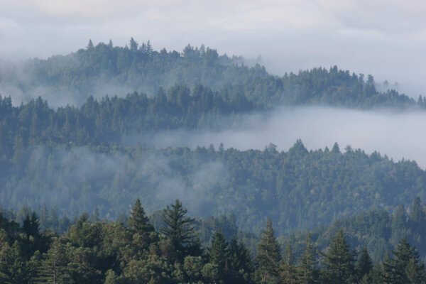 Redwoods and Climate - Sempervirens Fund