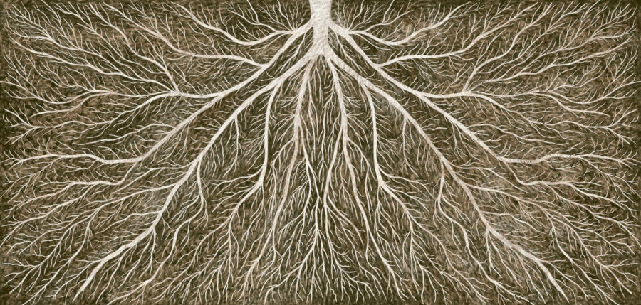 Underground Allies: The Importance of Fungi in Redwood Conservation ...