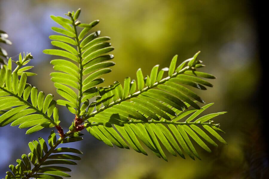 Redwoods and Climate Part 4 - Sempervirens Fund