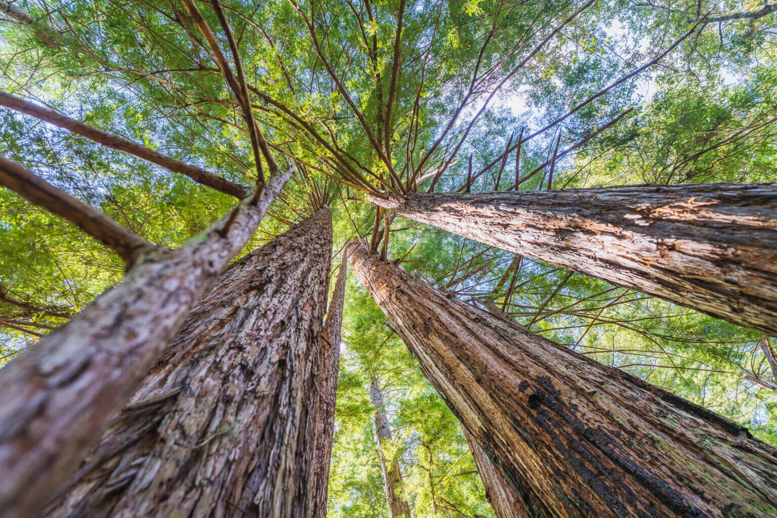 Sempervirens Fund | Protect Redwood Forests and Parks