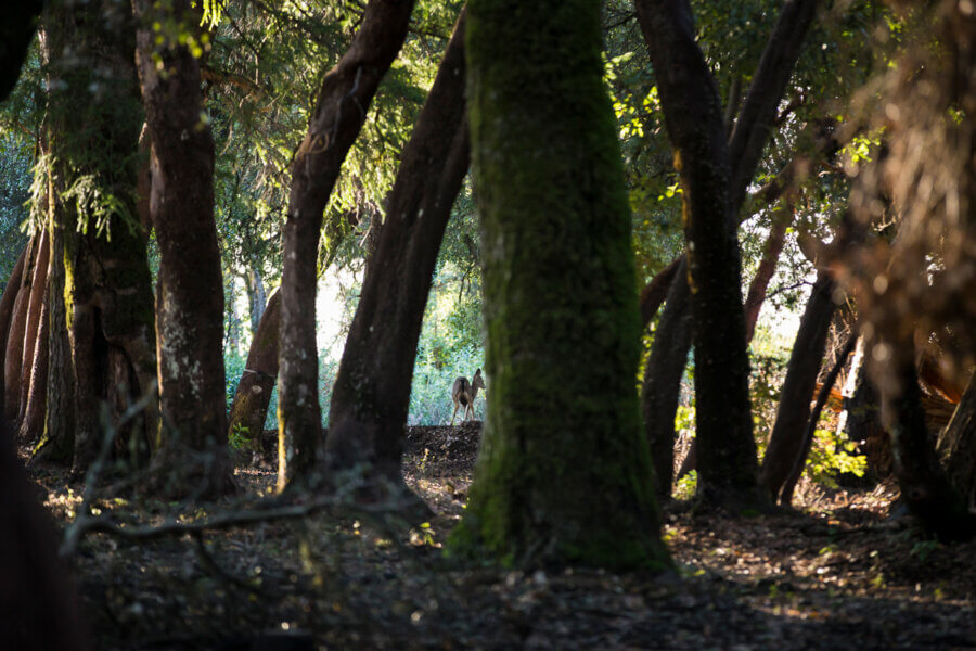 Fuel for Fire: Framing Forest Resilience Three Years After the CZU Fire ...