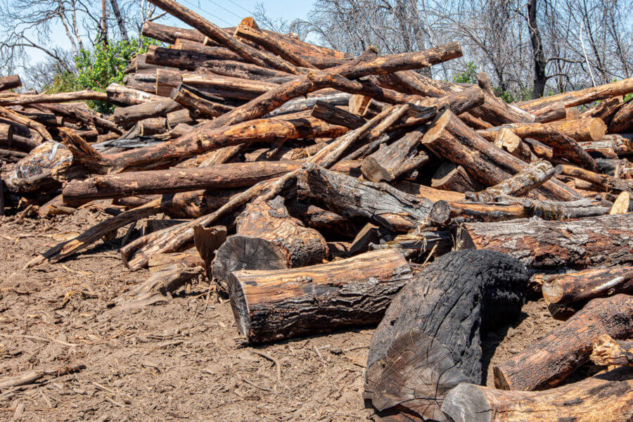 Fuel for Fire: Framing Forest Resilience Three Years After the CZU Fire ...