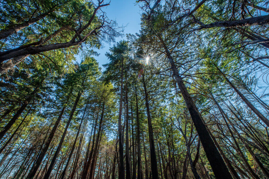 Fuel for Fire: Framing Forest Resilience Three Years After the CZU Fire ...