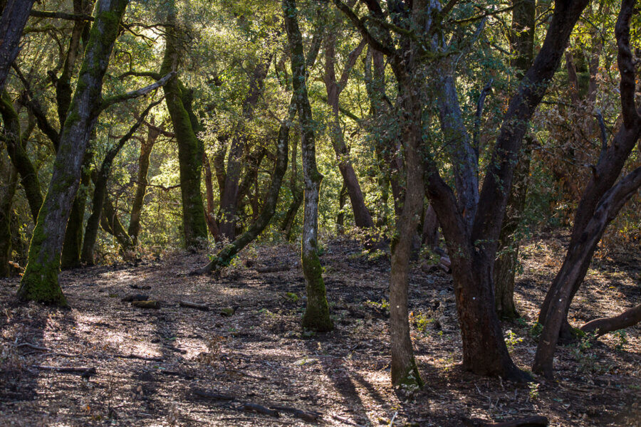 Fuel for Fire: Framing Forest Resilience Three Years After the CZU Fire ...