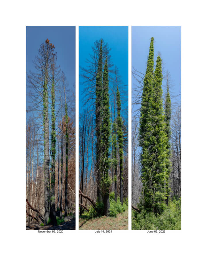 Awakening of the Silent Forest - Sempervirens Fund