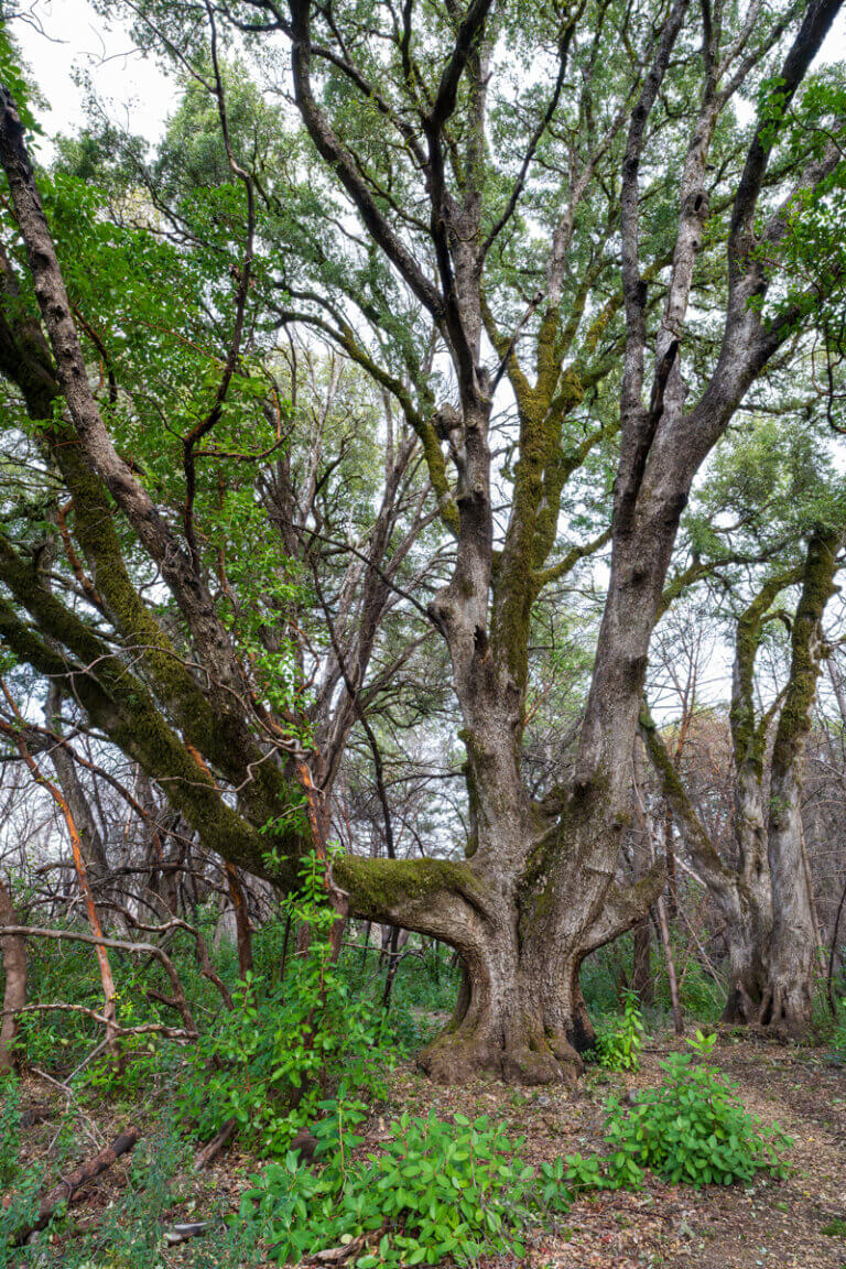 Fungi of the Forest: Meet the Mushrooms of San Vicente Redwoods ...
