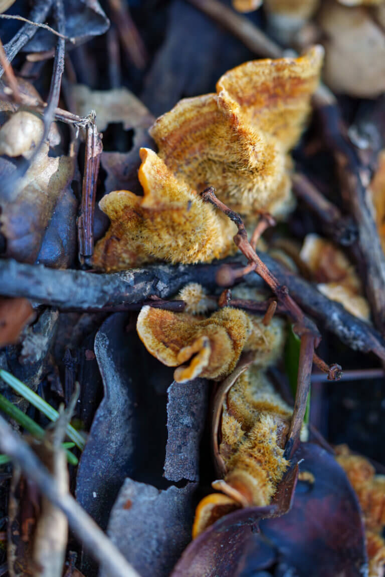 Fungi of the Forest: Meet the Mushrooms of San Vicente Redwoods ...