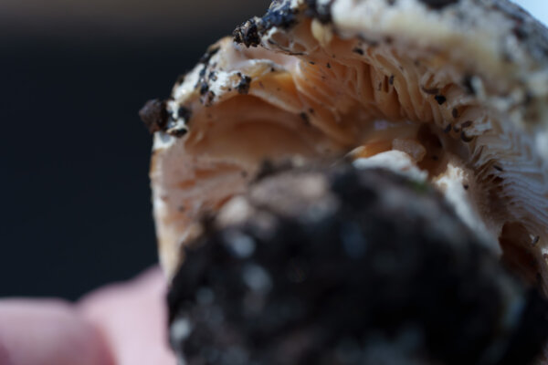 Fungi of the Forest: Meet the Mushrooms of San Vicente Redwoods ...