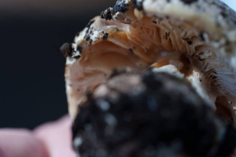 Fungi of the Forest: Meet the Mushrooms of San Vicente Redwoods ...