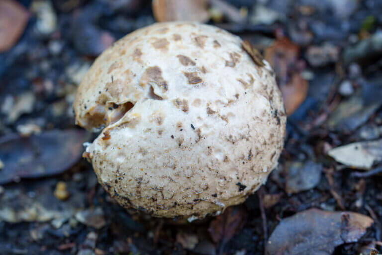 Fungi of the Forest: Meet the Mushrooms of San Vicente Redwoods ...