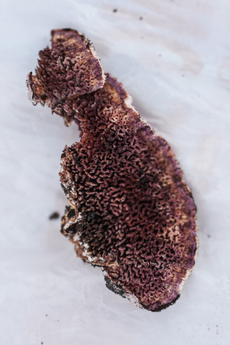 Fungi of the Forest: Meet the Mushrooms of San Vicente Redwoods ...