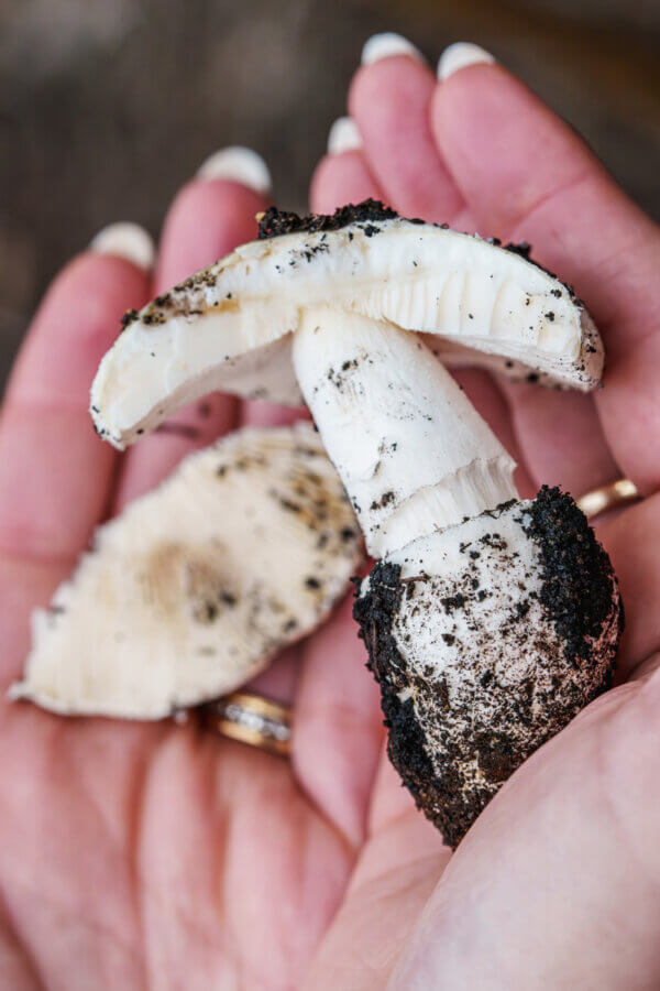 Fungi of the Forest: Meet the Mushrooms of San Vicente Redwoods ...