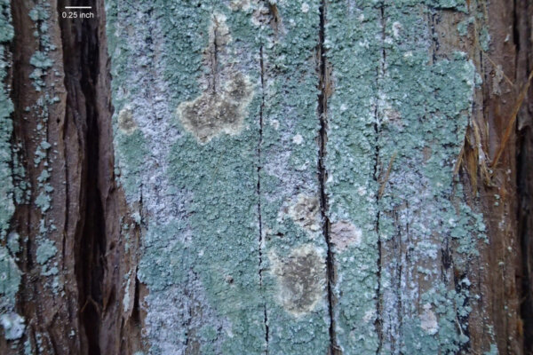 Lichens - Sempervirens Fund