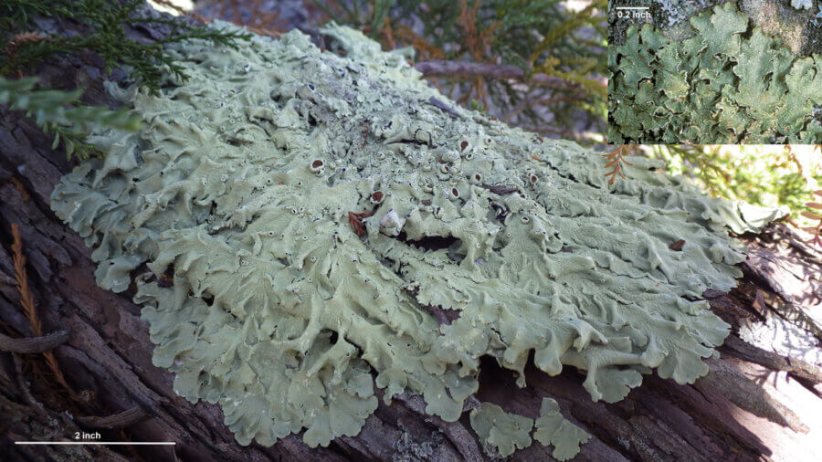 Lichens - Sempervirens Fund