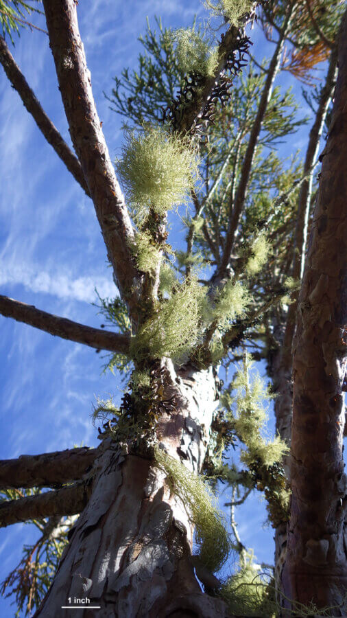 Lichens - Sempervirens Fund