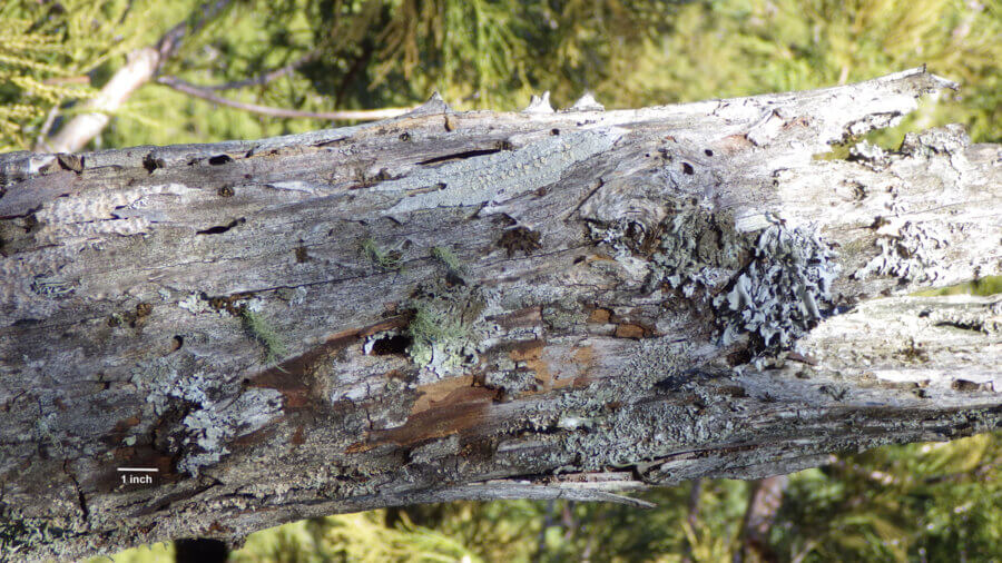 Lichens - Sempervirens Fund