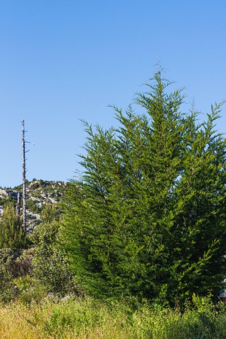 Santa Cruz Sandhills - Sempervirens Fund