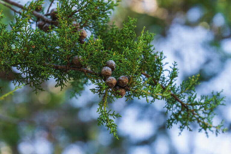 Santa Cruz Sandhills - Sempervirens Fund