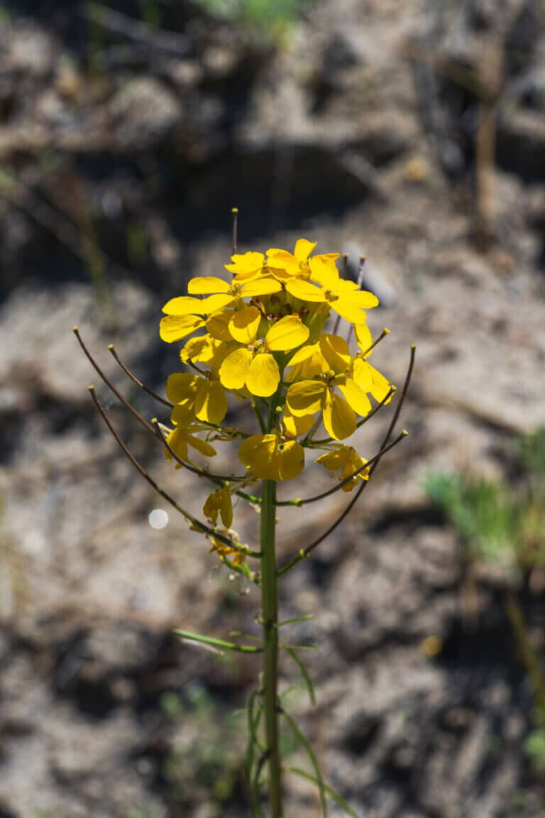 Santa Cruz Sandhills - Sempervirens Fund