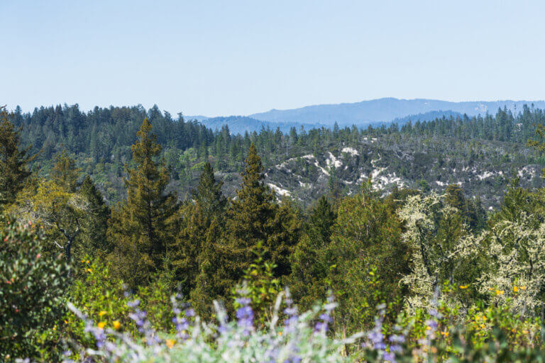 Santa Cruz Sandhills - Sempervirens Fund