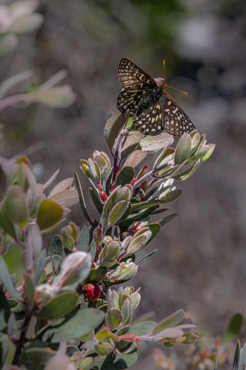 Santa Cruz Sandhills - Sempervirens Fund