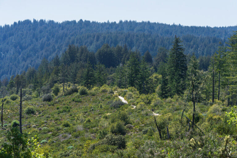 Santa Cruz Sandhills - Sempervirens Fund