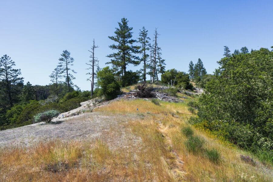 Santa Cruz Sandhills - Sempervirens Fund