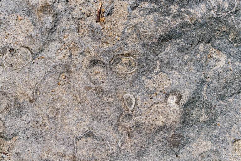 Santa Cruz Sandhills - Sempervirens Fund