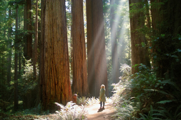Sempervirens Fund | Protect Redwood Forests and Parks