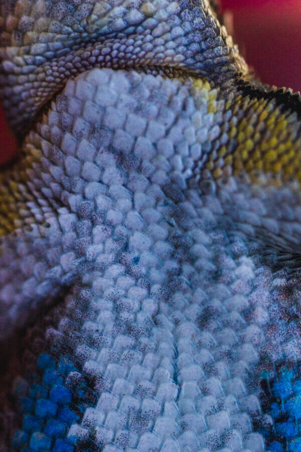 An Extraordinary Look at an Ordinary Lizard - Sempervirens Fund