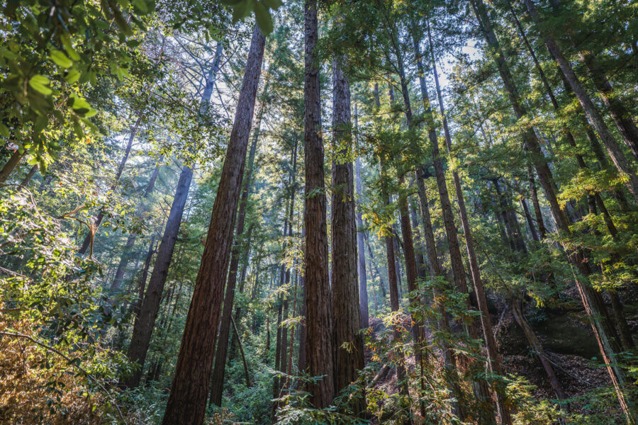 Sempervirens Fund | Protect Redwood Forests and Parks