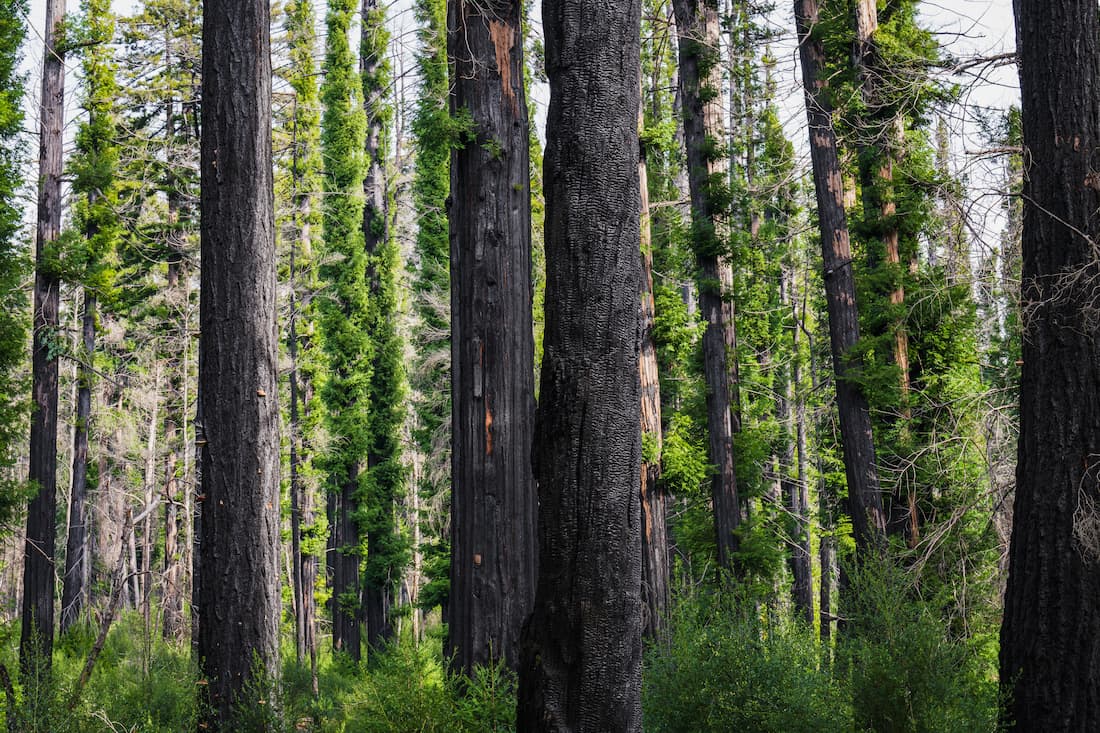 Big Basin Redwoods State Park - Sempervirens Fund